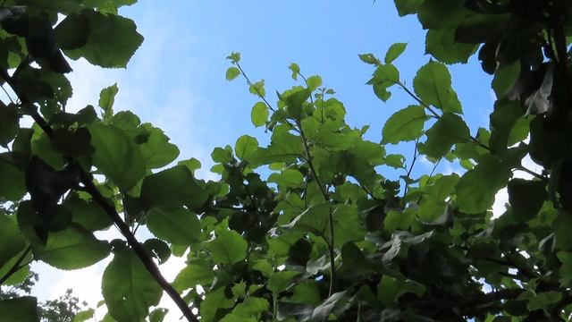 Ивановские торжища 2025 / Ку-ку хор / Кукушечка