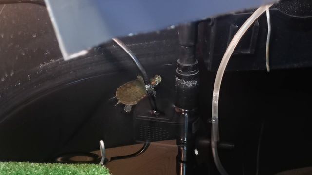 Медитация - красноухая черепашка Манго!