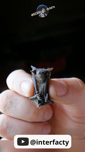 Свиноносая летучая мышь или мышь-шмель (лат. Craseonycteris_thonglongyai)   (@infackts)