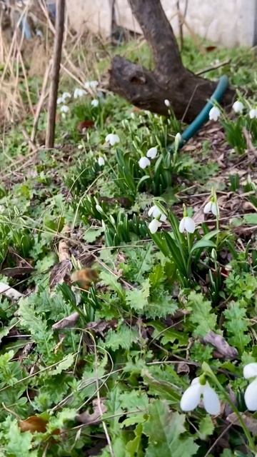 🐝 Первая Пчела 2026 в Коктебеле! Романтический сбор нектаров родснежников!