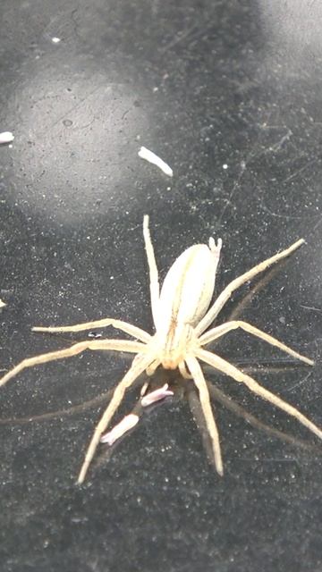 Лесной житель покушал #shorts #леснойкоп #леснойжитель #неожиданныймомент #природа