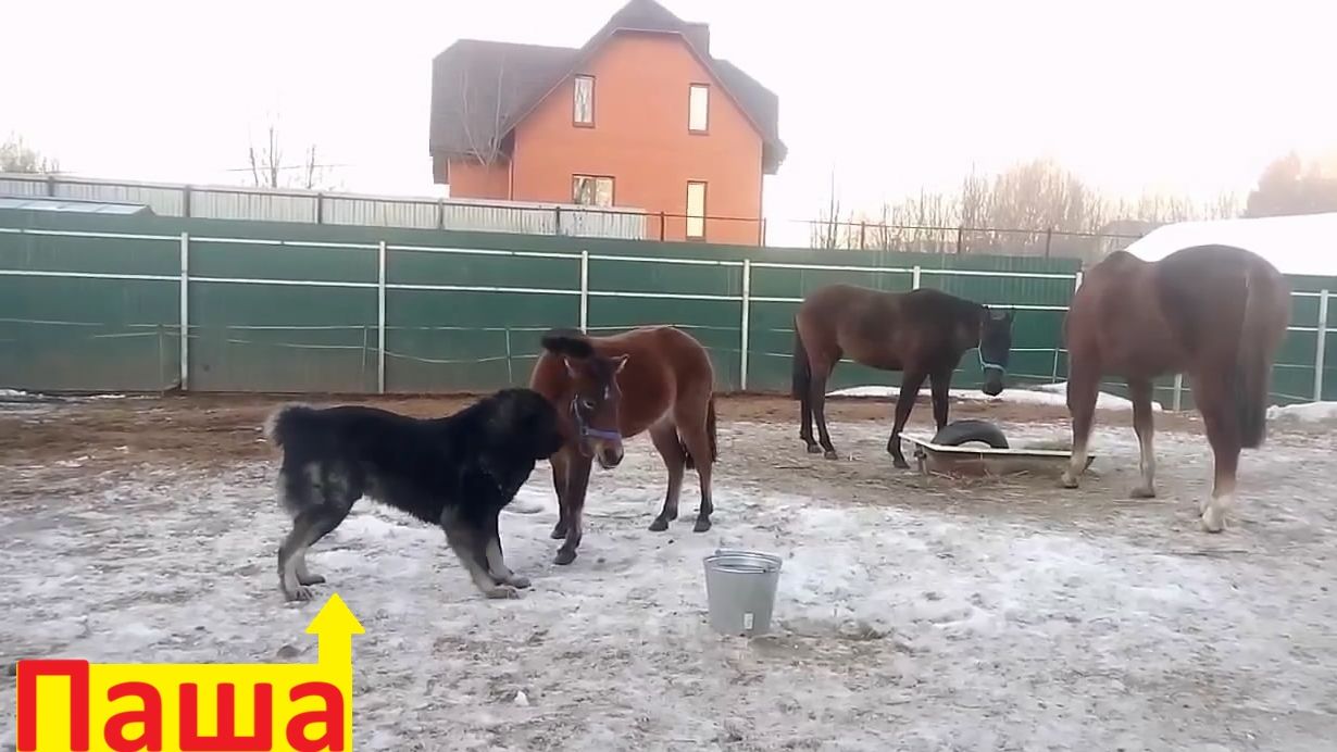 Кавказская овчарка играет со своей любимой пони