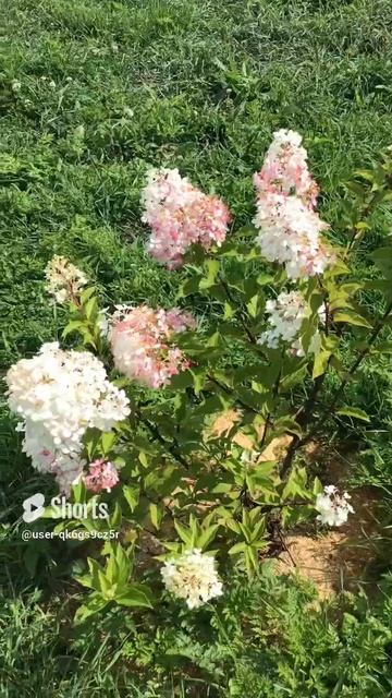 Ленобласть. Хвойное. 15.08.2024. Гортензия в бело - розовых тонах
