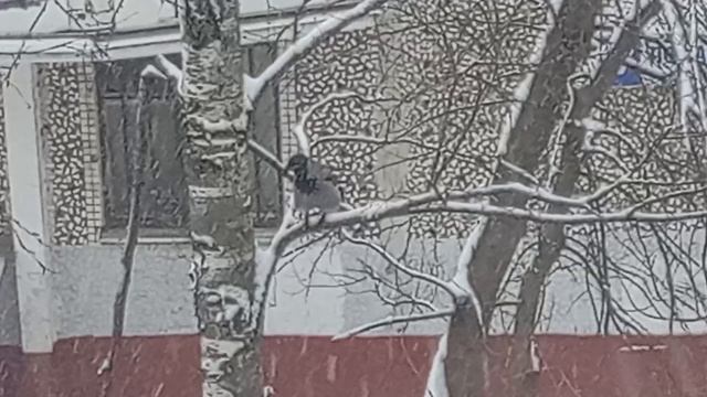Серая ворона на ветке. В снегопад. Без звука. VID_20260212_125219