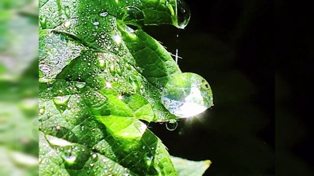 Утренняя роса