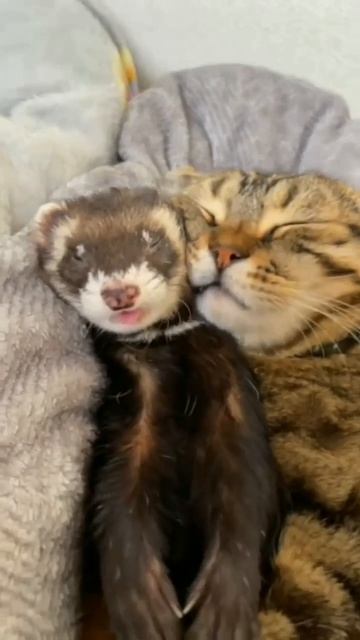 Это любовь..😻