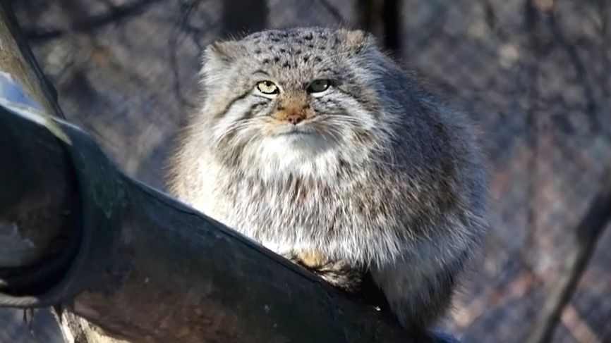 Брачный период у манулов продолжается. Встречайте пару: Бандит и Брусничка.