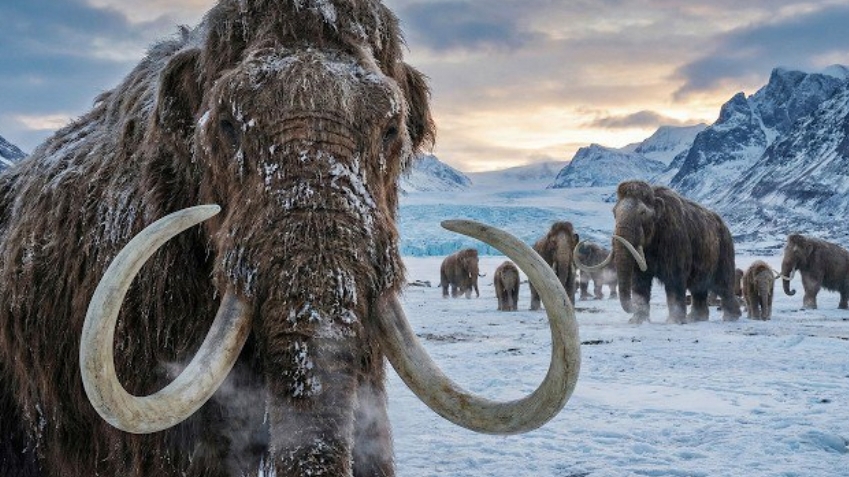 Последний день мамонтов.