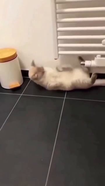 кошак приколы смех юмор
