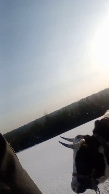 За водой с Нандиком, 11.02.26