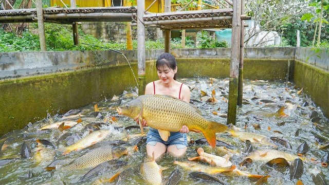 Заготовка крупной рыбы на ферме для продажи. Уход за крупными растениями сахарного тростника. Нхат