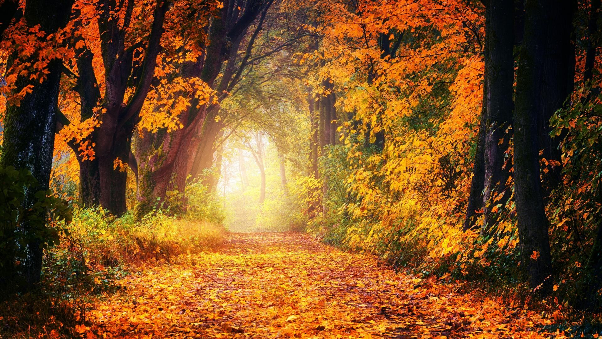 cemetary-pale-autumn-fire cut