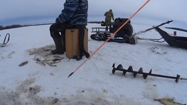 Ловля крупной наваги в Карелии на липку зимой!Есть Экзэмпляры!