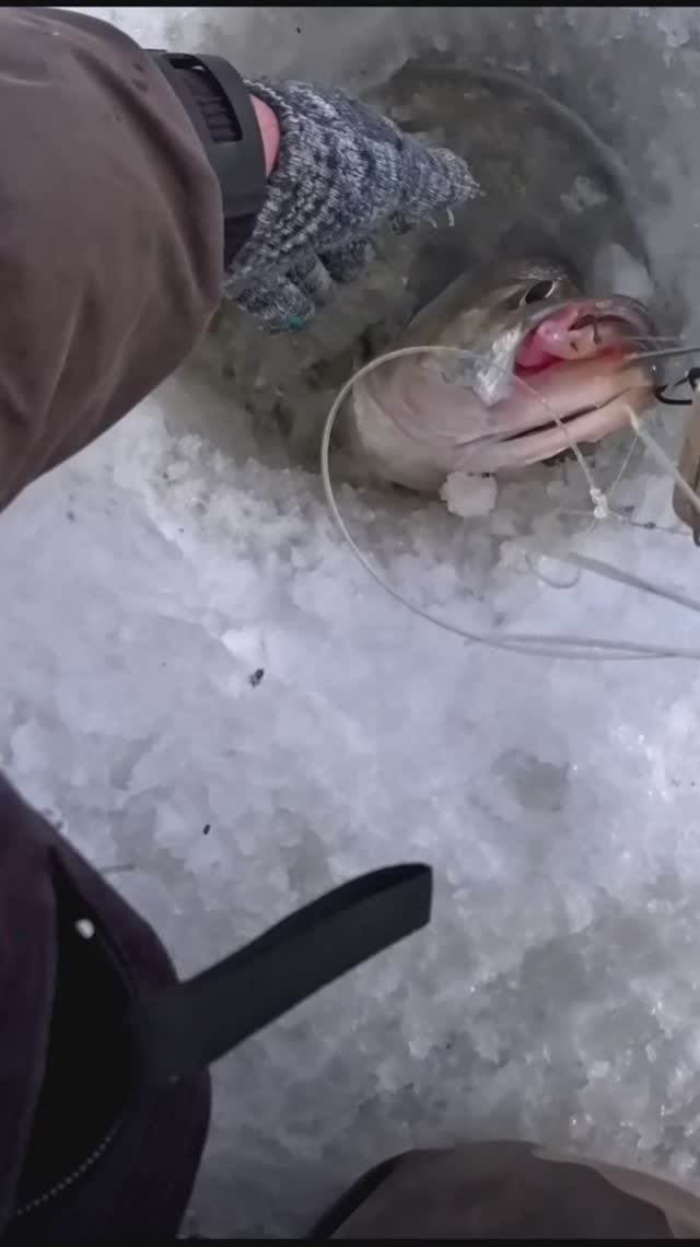 Верхогляд попался.