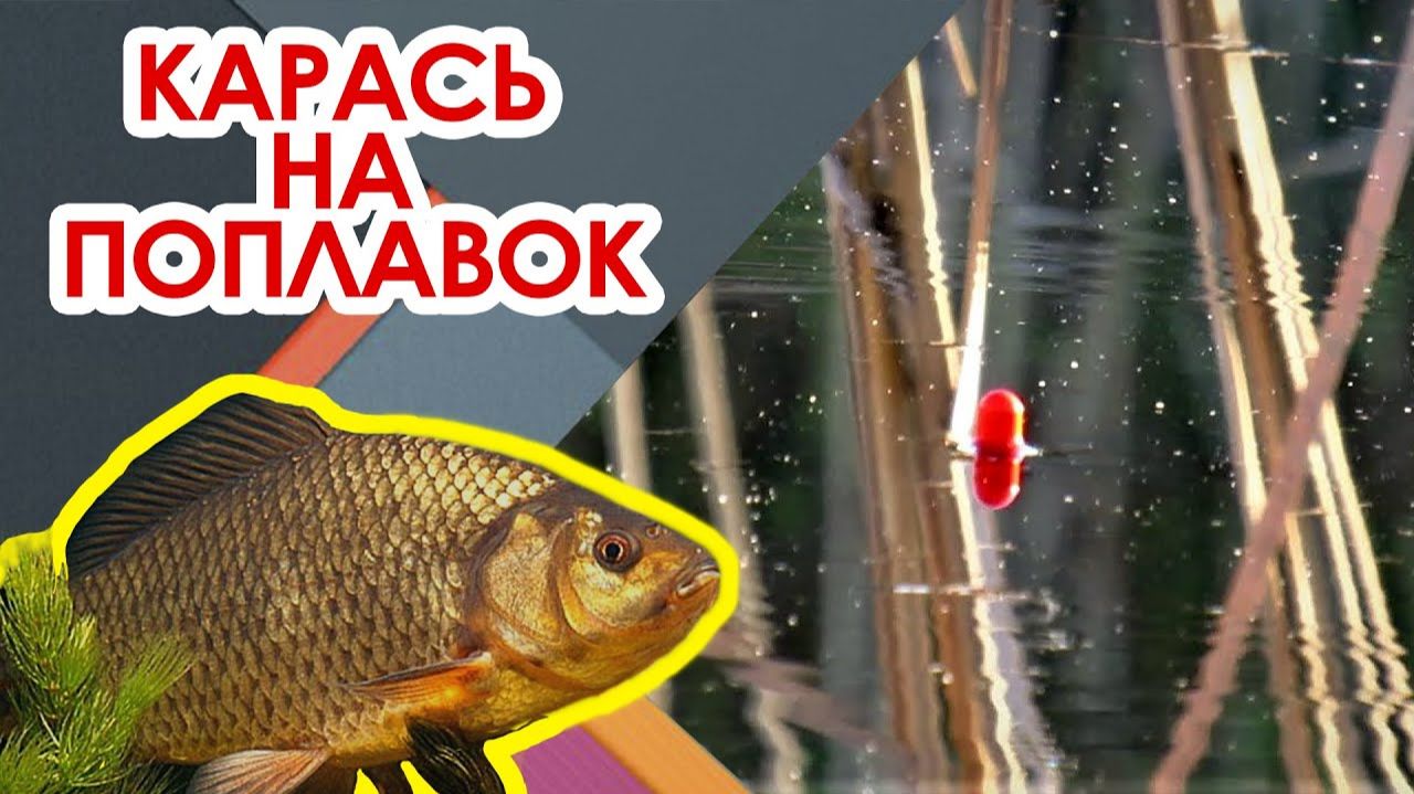 Карась в камышах на поплавок после нереста.