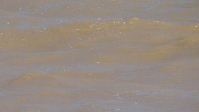 морские пеганки.m2ts