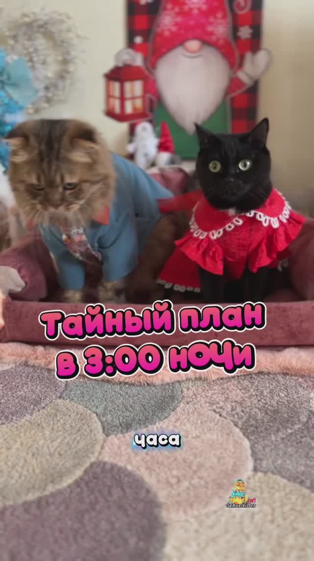 А во сколько у ваших котиков начинается тыгыдык?😸 #котики #юмор