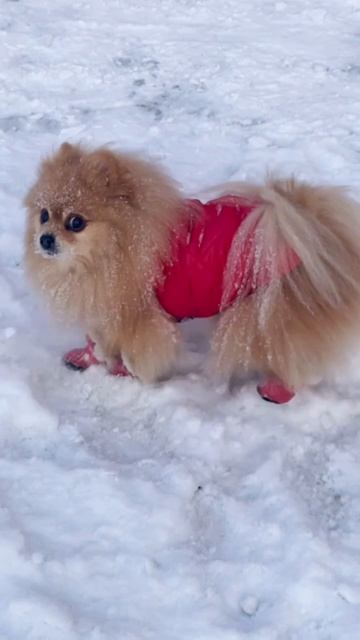 У Баси открылся танцевальный талант!