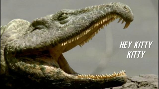 Seeing Double - Hey Kitty Kitty