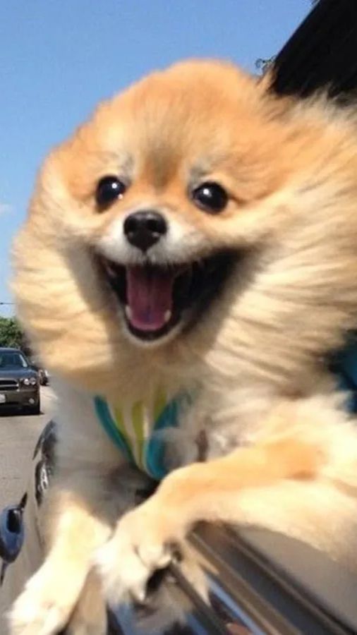 Собачья жизнь