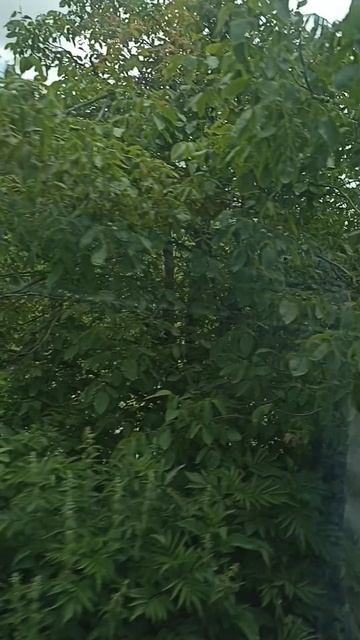 Горные пейзажи муниципалитета Душети (Грузия) 22.06.2025