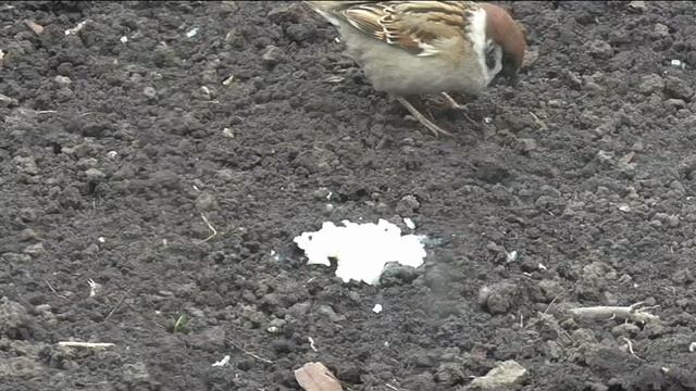 Мои друзья воробьи