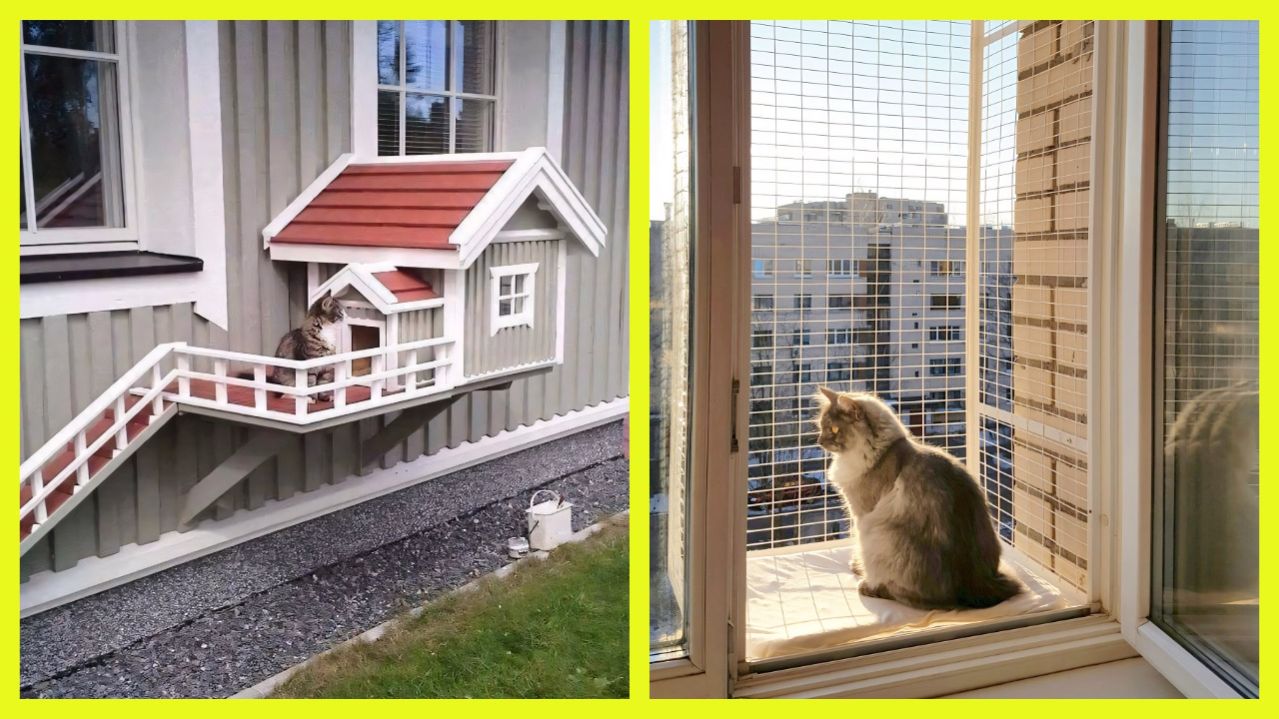 Организация пространства для вашей кошки: Уютный мир для вашего пушистого друга 🏡🐾