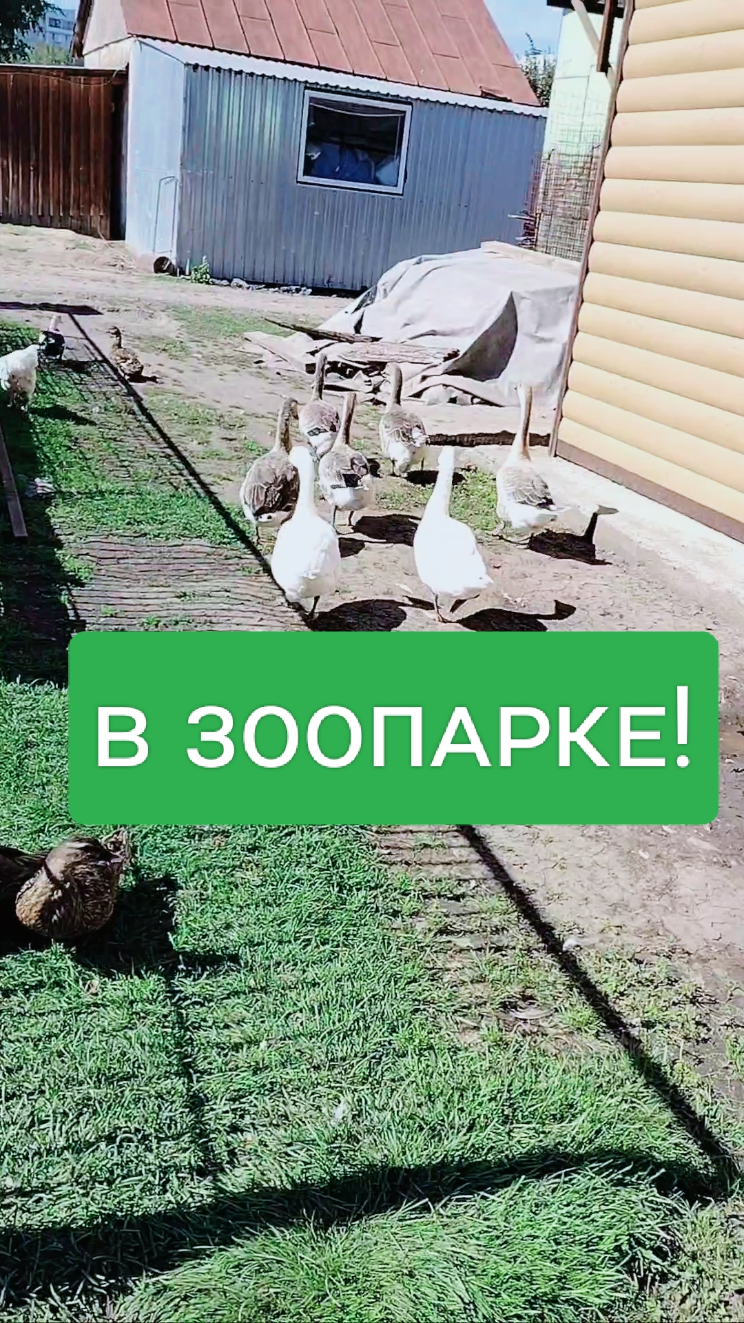 ʙ зооᴨᴀᴩᴋᴇ ʙʍᴇᴄᴛᴇ ᴄ ɸᴇдᴇй!