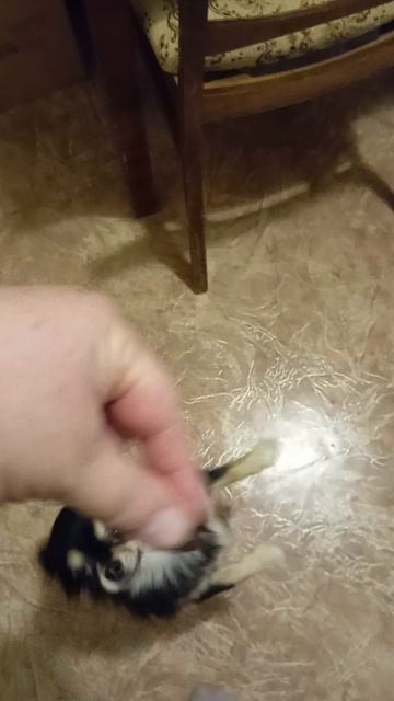 вальс или ча-ча-ча #чихуахуа