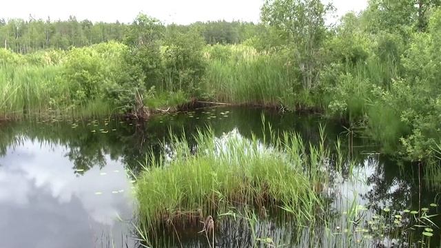 Последняя Поездка на Родину Предков-Мошенское-Гусево-Колодея-Самуйлово-Новгородская область