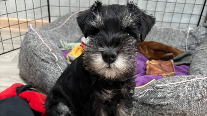 Свободная девочка черный с серебром