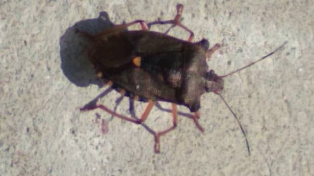 20200829_162136 щитник