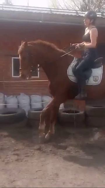 Ловкая наездница