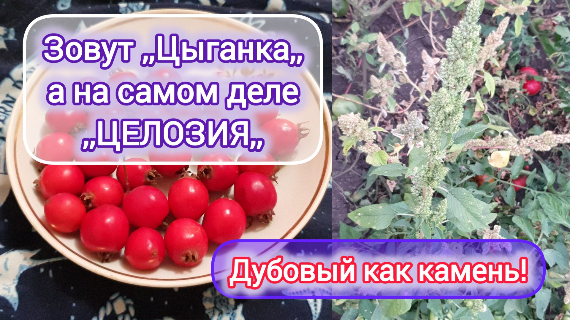 11.09.2024 КАК В ДЕТСТВЕ!😍ОДНА В ДОМЕ!🙄ДЫНИ И АРБУЗЫ В САДУ В КУЧКАХ.🍉ЧТО В ОГОРОДЕ_УБРАН!🥦🫑🌿