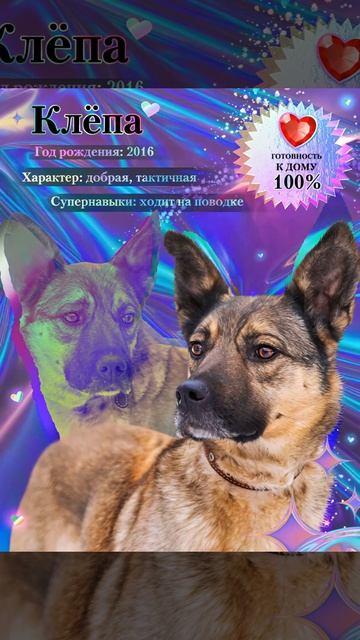 ⚡"Профайл » Клёпа" ❥ Приют в Малинках