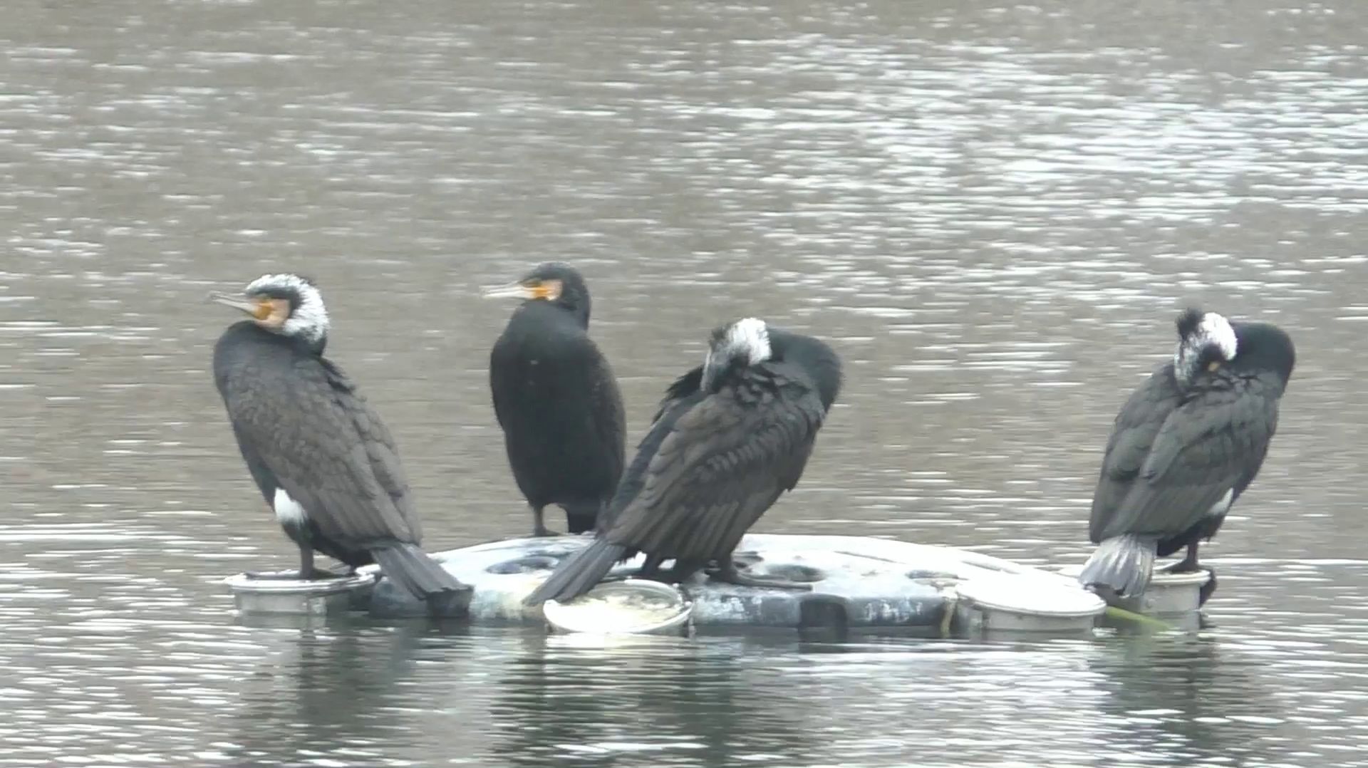 КРЫМ .Февраль. У природы нет плохой ......