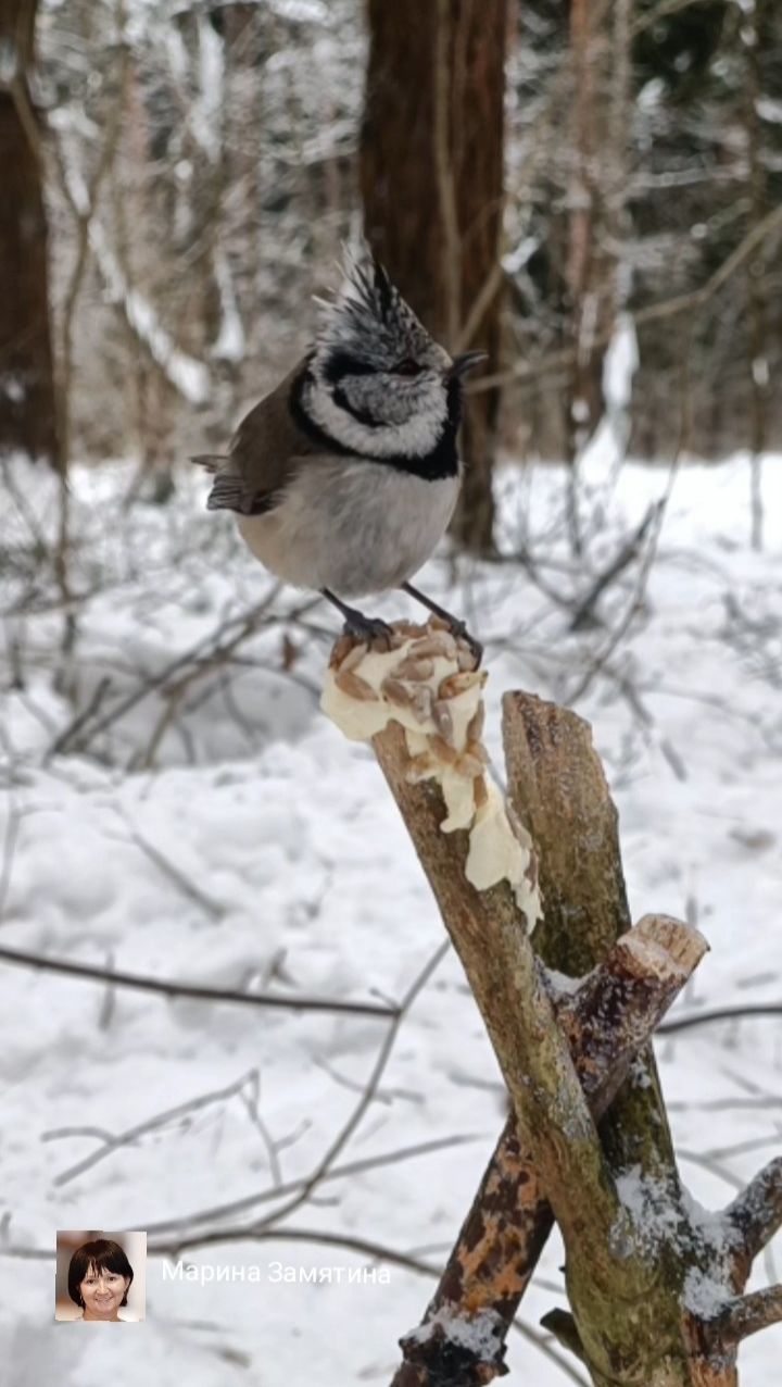 Птичкам нравится сливочное масло.