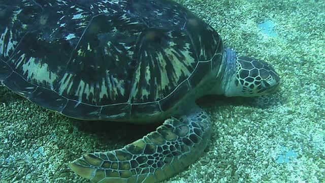 дайвинг в Крокус Сити Океанариум