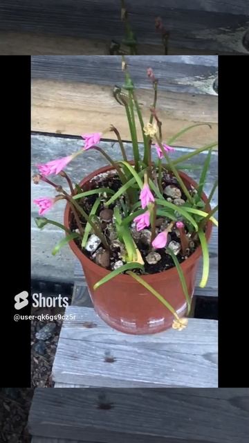 Ленобласть. Хвойное. 17.08.2024. Цветы на даче. Зефирантес (выскочка), динамика роста за сутки