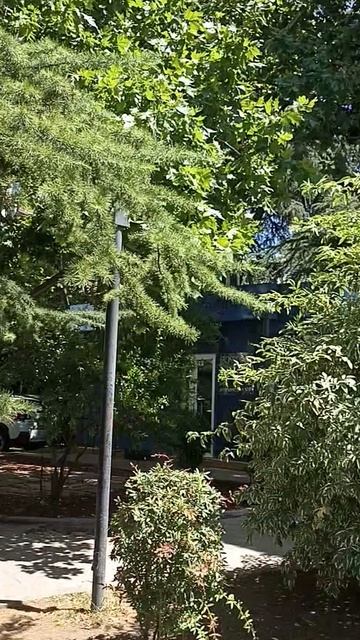 Памятник Вахтангу Бочоришвили в Тбилиси 27.06.2025