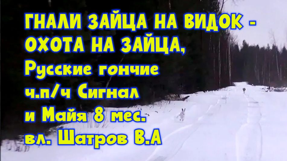 ГНАЛИ ЗАЙЦА НА ВИДОК - ОХОТА НА ЗАЙЦА, гончие ч.п/ч Сигнал и Майя 8 мес. вл. Шатров В.А. #топ #hun