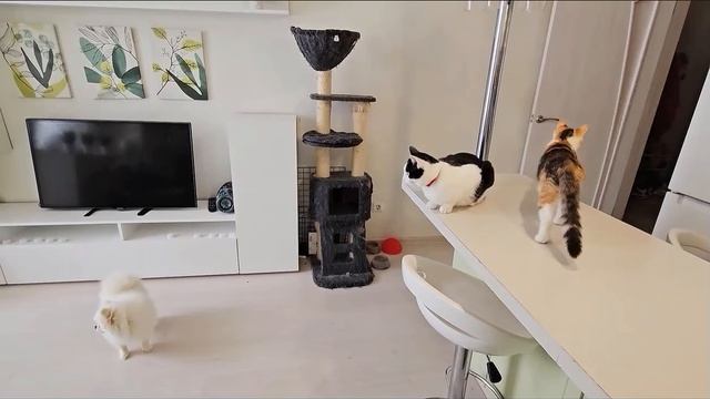 КОЛЮ (КОЛЬ-ОК) KILL!!!