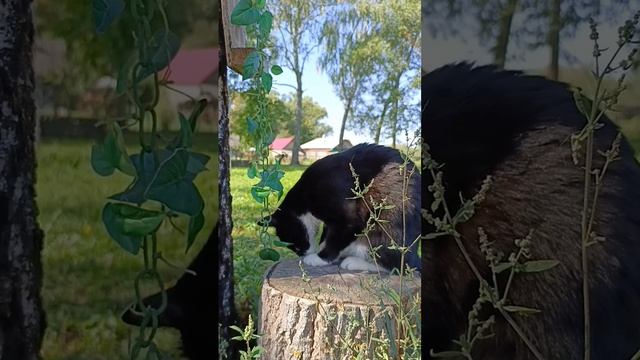 Рассказ - "Короткий век"