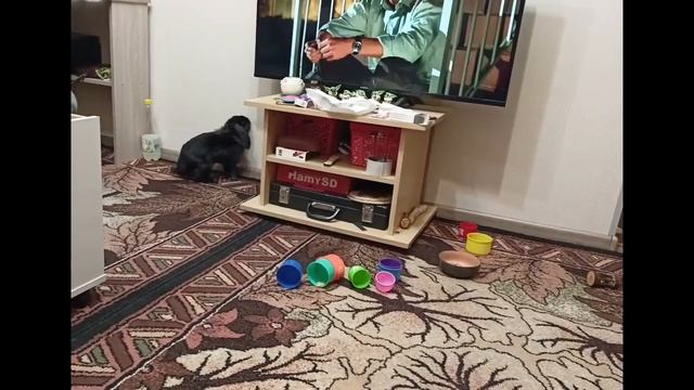 Кролик Маркс веселится