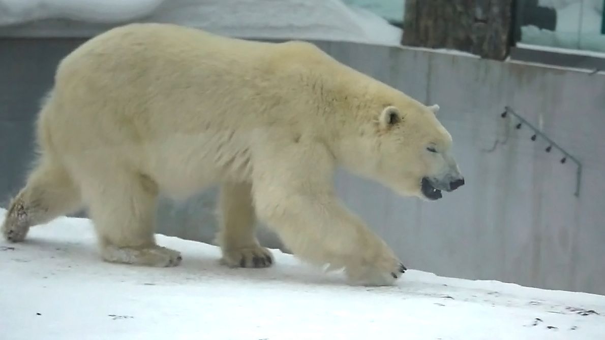 Медвежата Белка и Стрелка занимаются спортивной ходьбой, а папа Кай откапывает свои запасы.