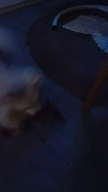 Забавная собака