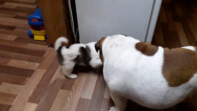 слон и моська