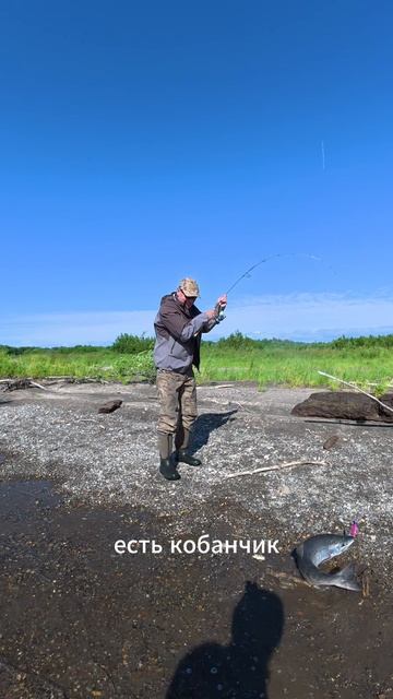 Кета с берега. Потянула как надо