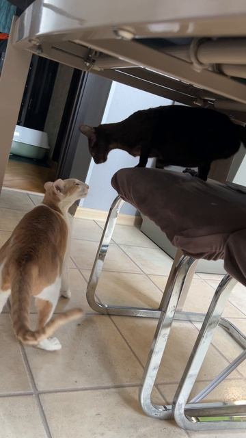 Гриша и Миша. Очередные разборки.