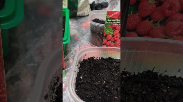 14-02-2026 Посадка малины и клубники